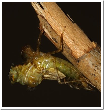 Proses Capung Keluar dari Nimfa